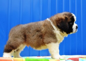 Сенбернар: фото собаки, цена, описание породы, характер, видео