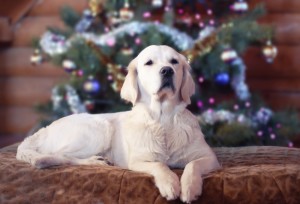 Золотистый ретривер: фото, цена, описание породы, характер, видео