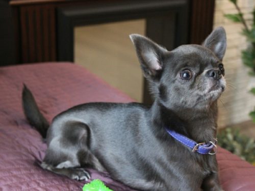 Чихуахуа: фото, цена, описание породы, характер, видео